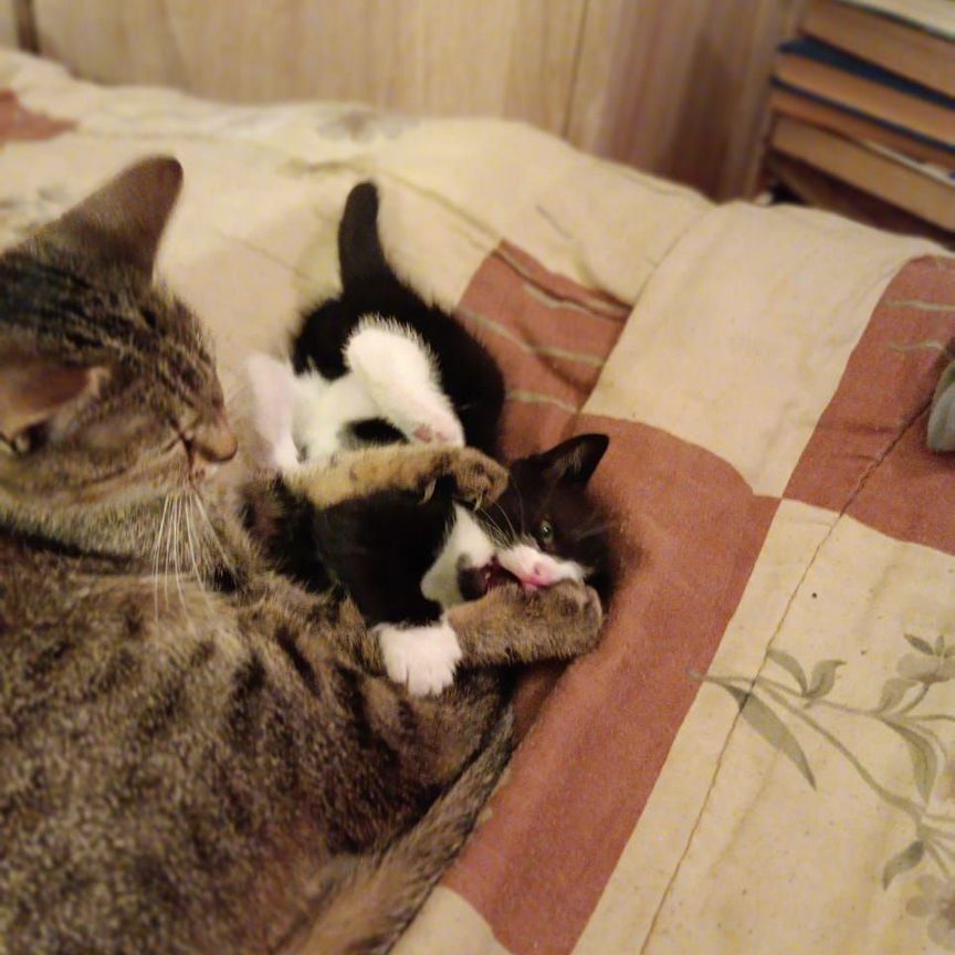 Котята в добрые руки бесплатно