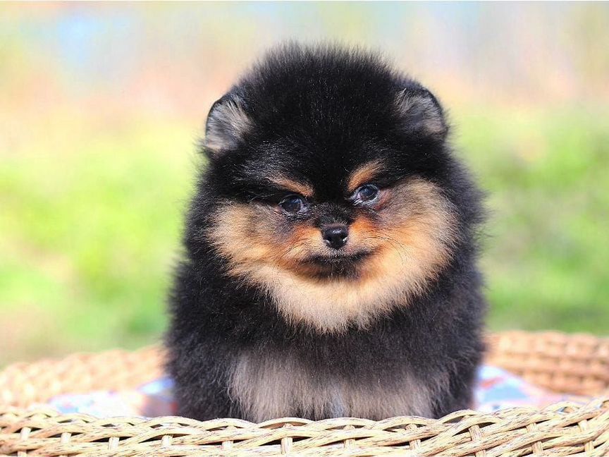 Померанский шпиц медвежьей породы