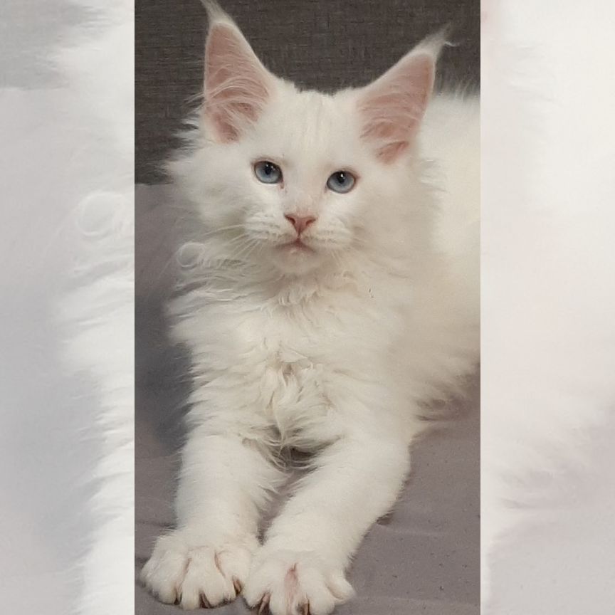 Котята мейн-кун