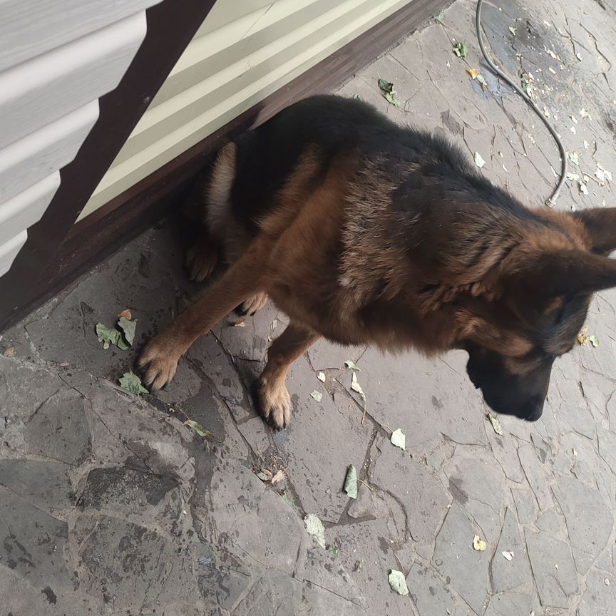 Кобель на час