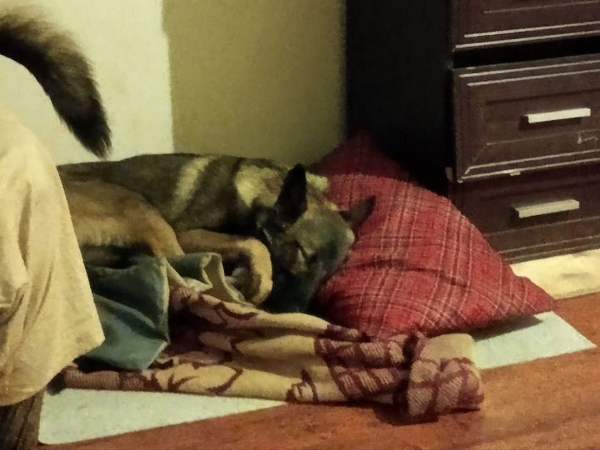 Собака 8 месяцев