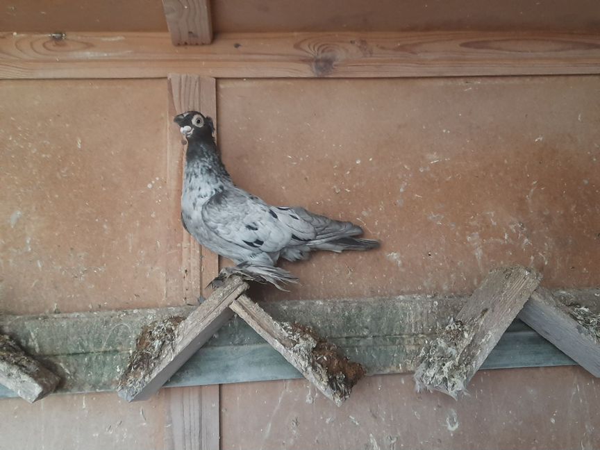 Узбекские голуби