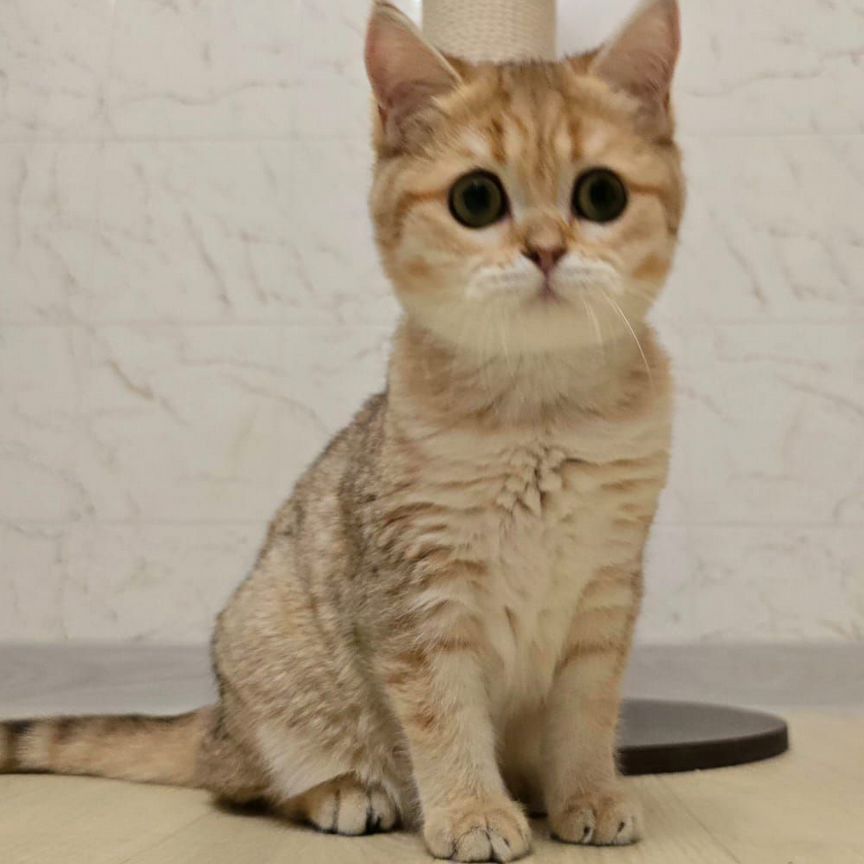 Скоттиш страйт девочка ласковая