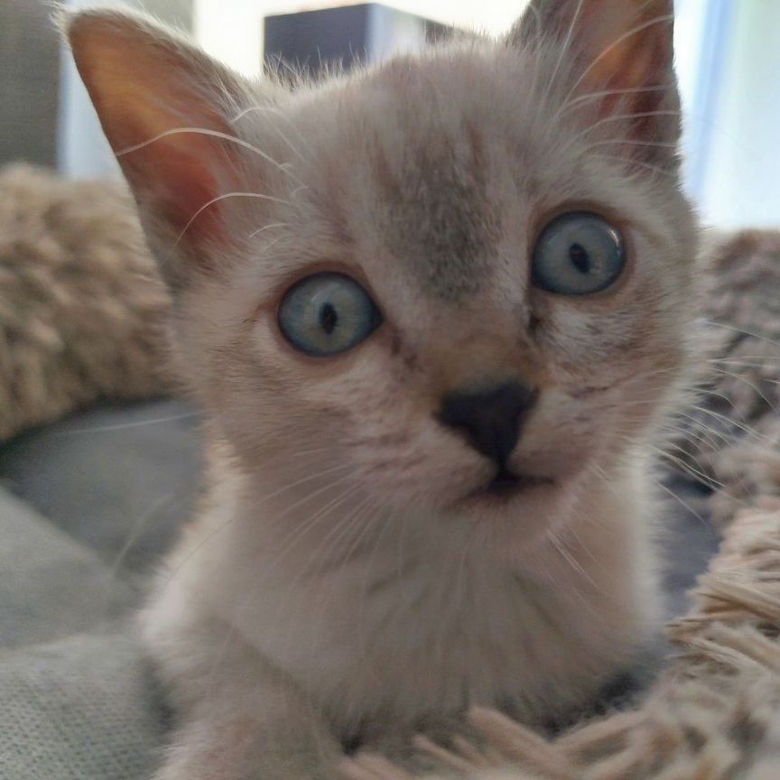 Котята в добрые руки бесплатно девочка