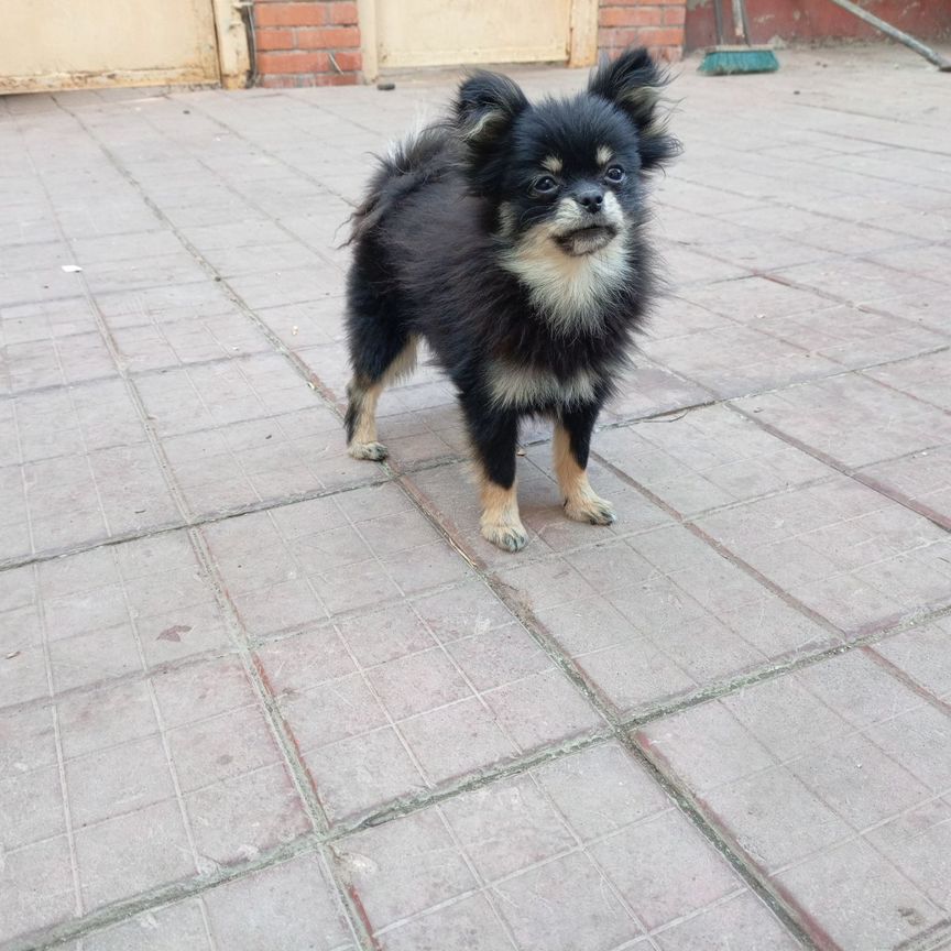 Девочка Шпиц черно- подпалая