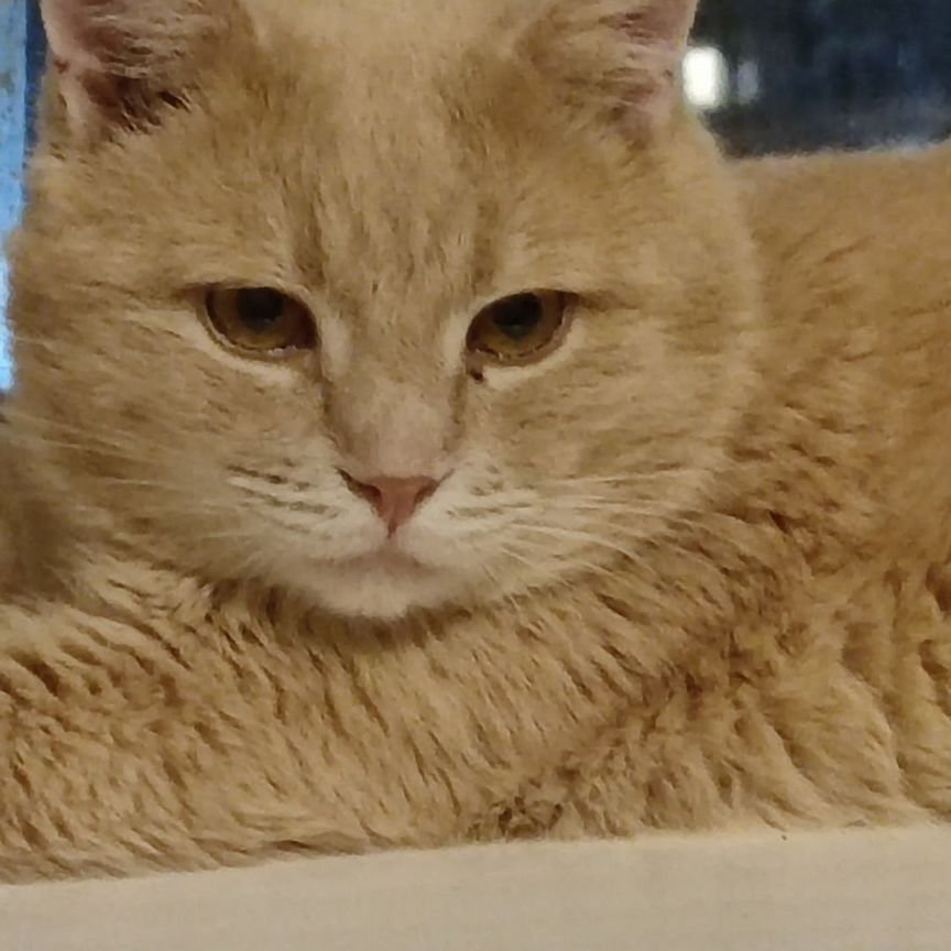 Персик ищет дом и добрые руки