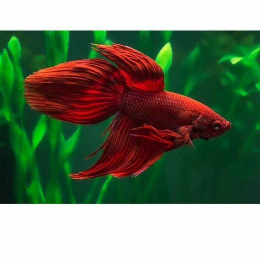 Рыбка петушок