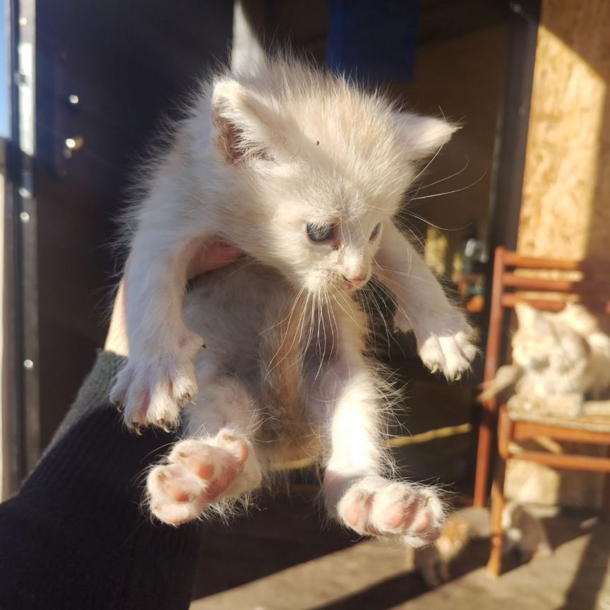 Котята метисы мейн-кун бесплатно