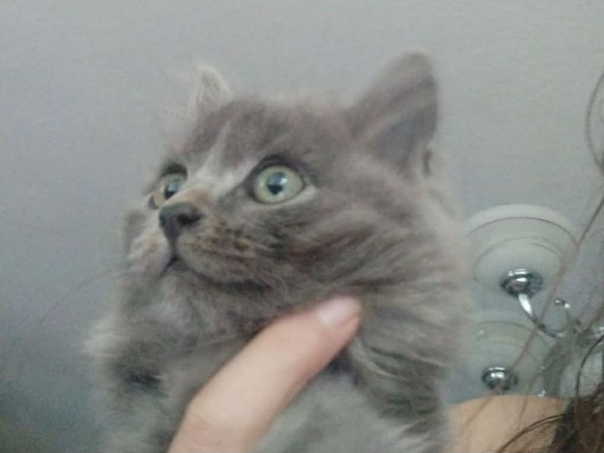 Котенок бесплатно