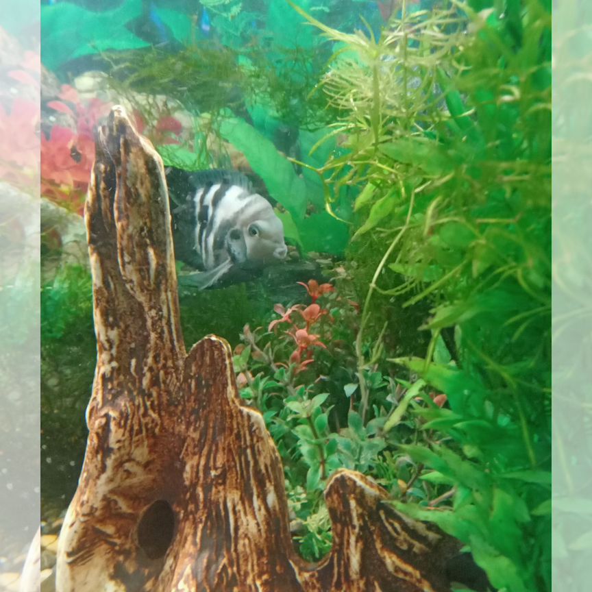 Аквариумная рыба попугай