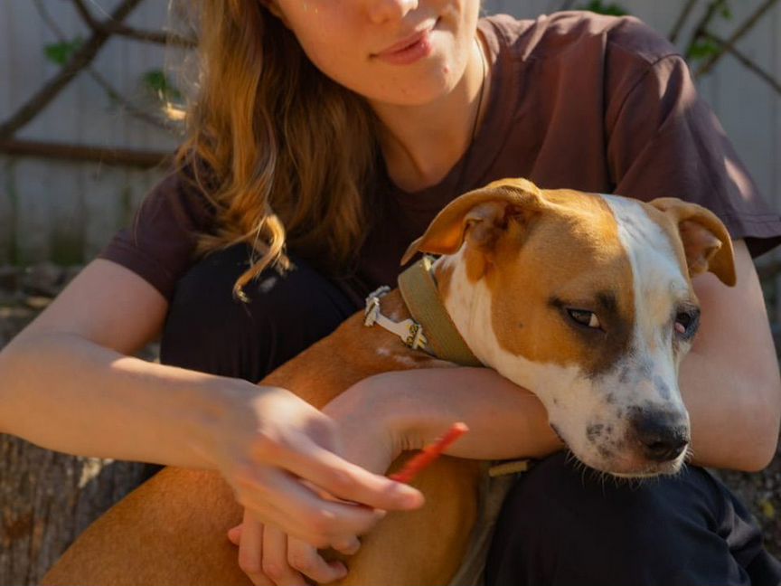 Собака в добрые руки отдам бесплатно