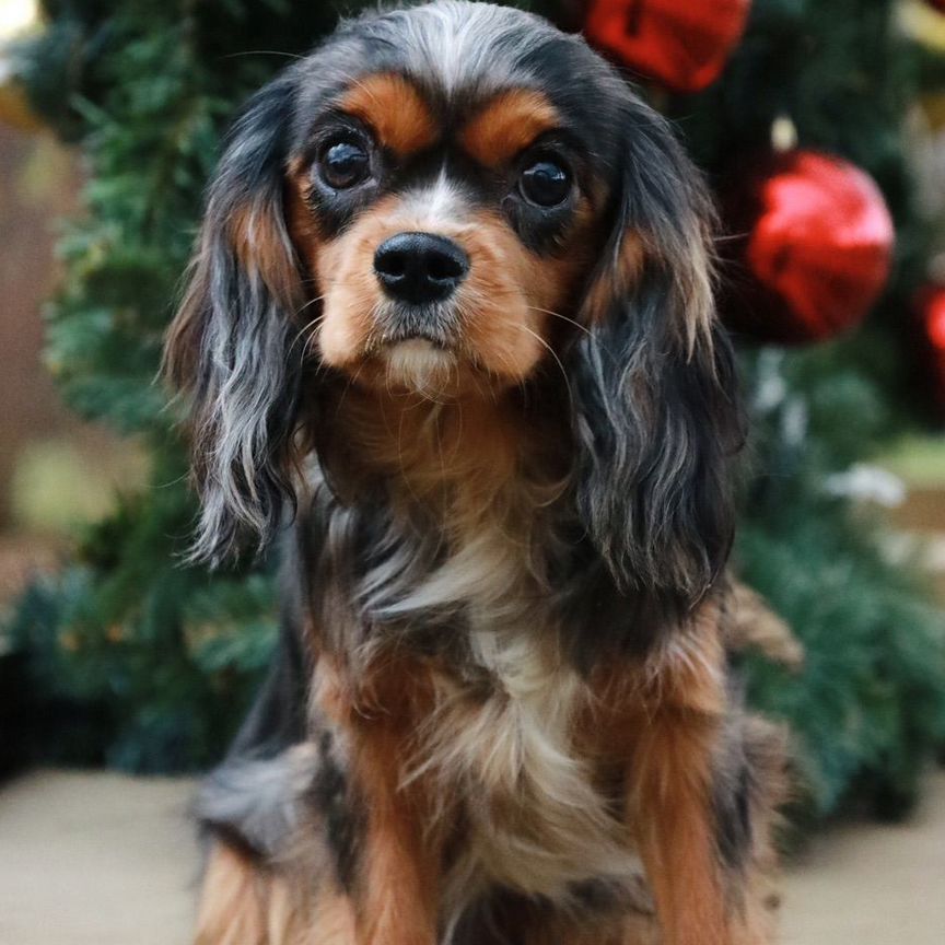 Кавалер кинг-чарльз-спаниель, щенок