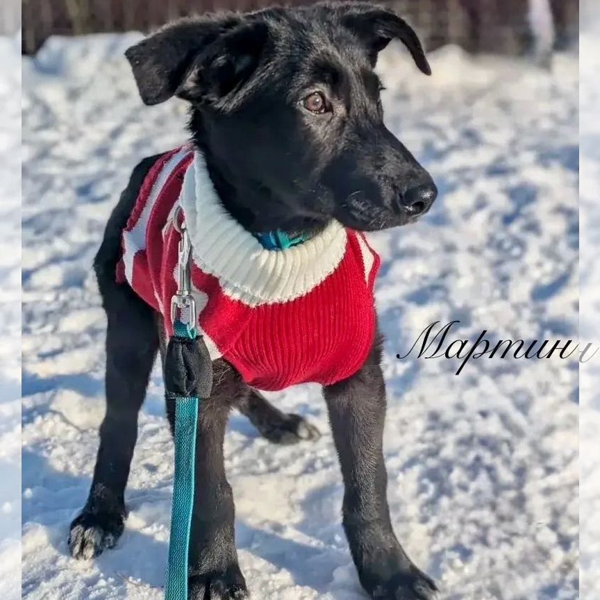 Щенок в добрые руки