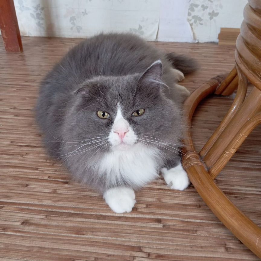 Особенный шикарный котик