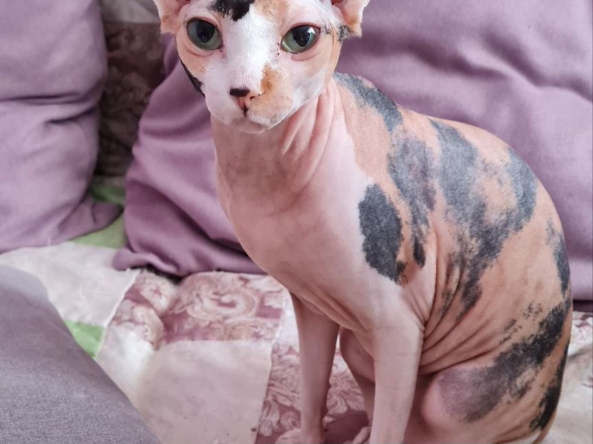 Канадский сфинкс 2 года