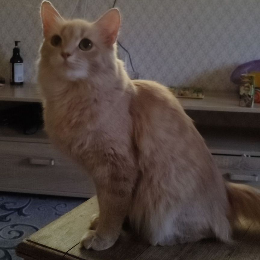 Кошка