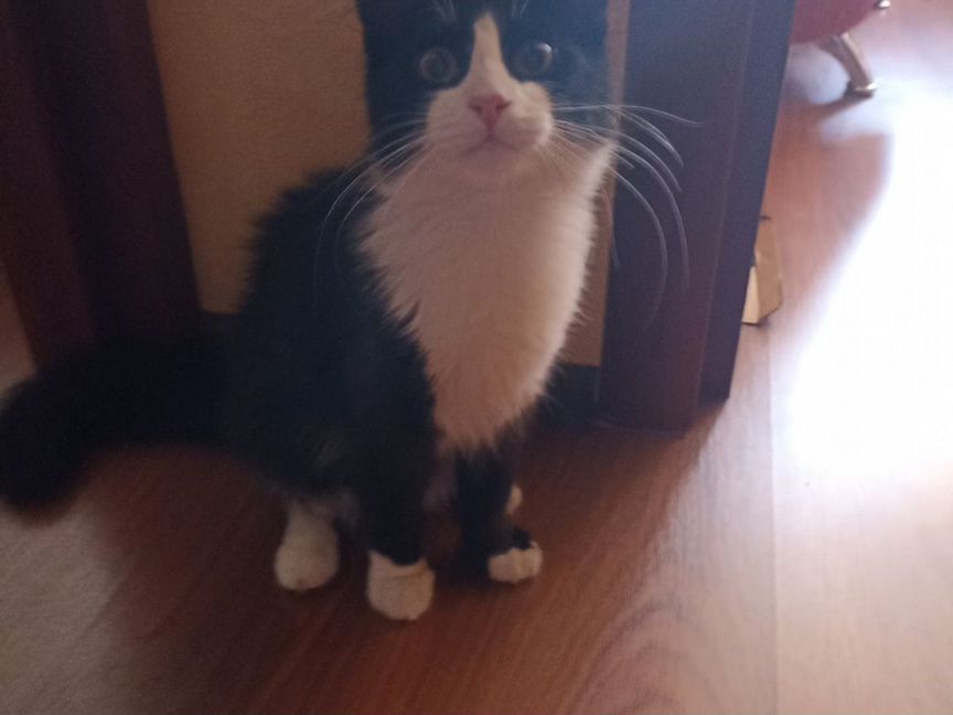 Котик бесплатно в добрые руки