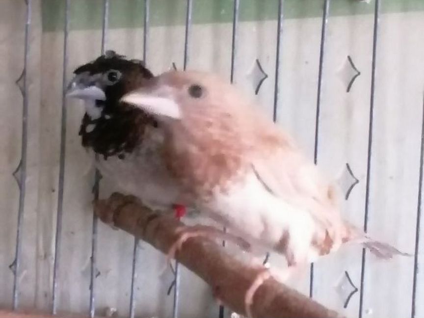 Японские амадины