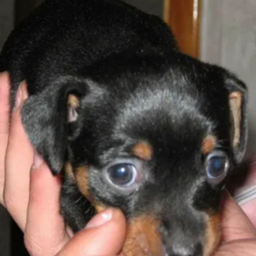 Пинчер plus той