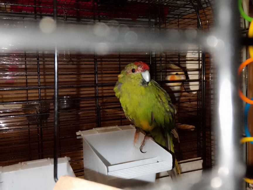 Попугай каркарик