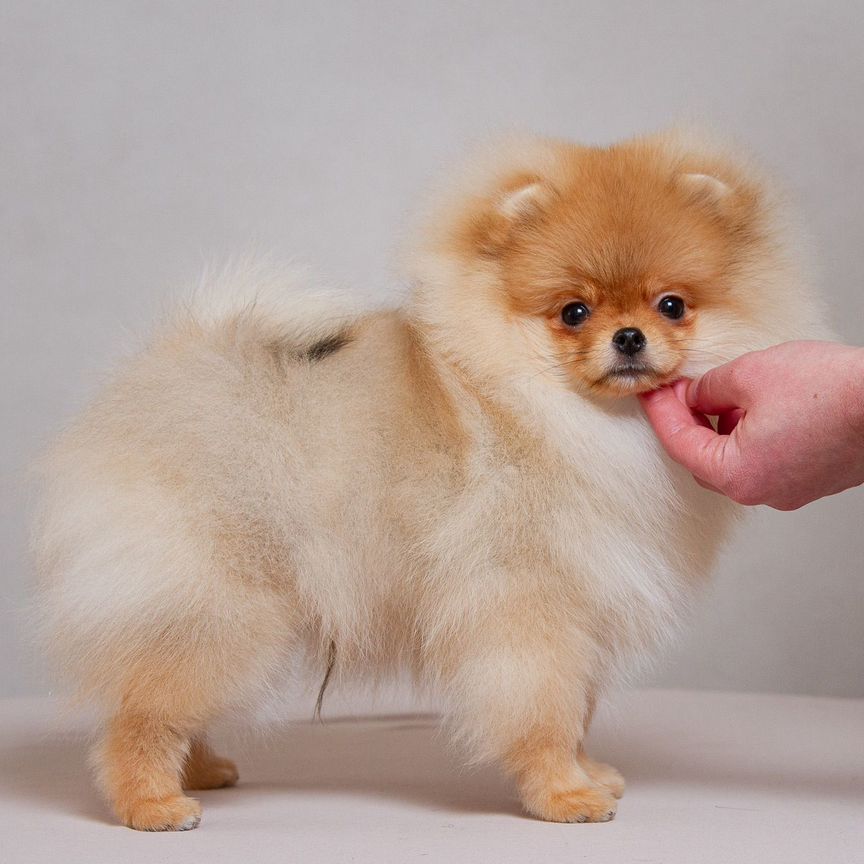 Померанский шпиц, щенок