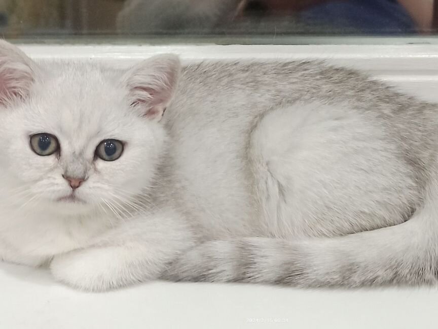 Британские котята