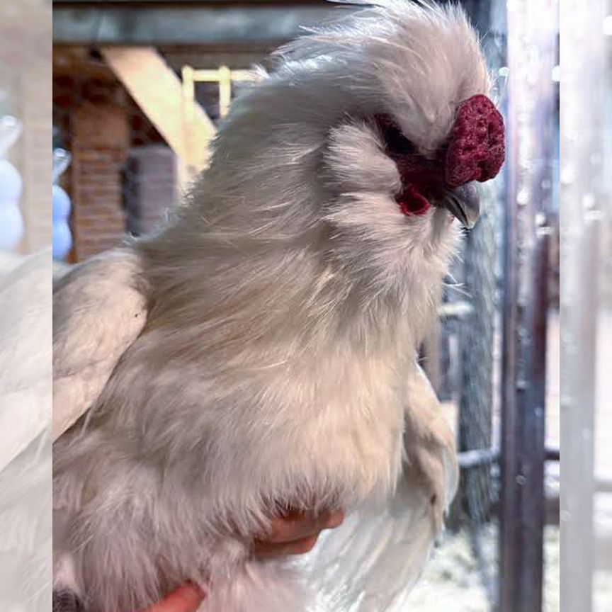 Петухи Китайские шелковые