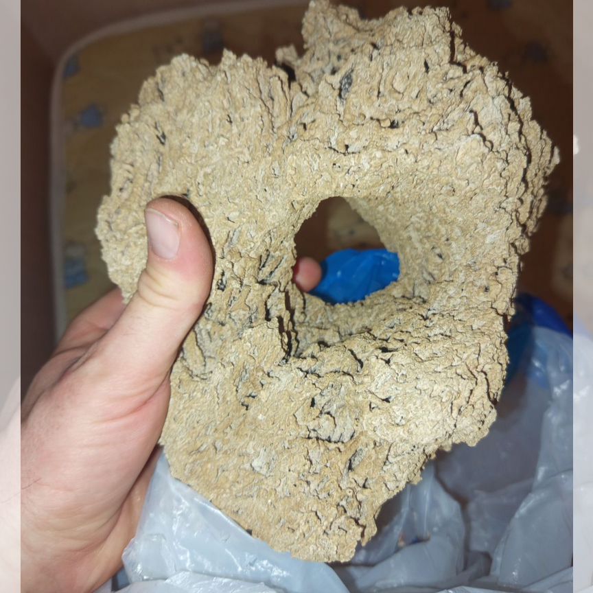 Морские кораллы