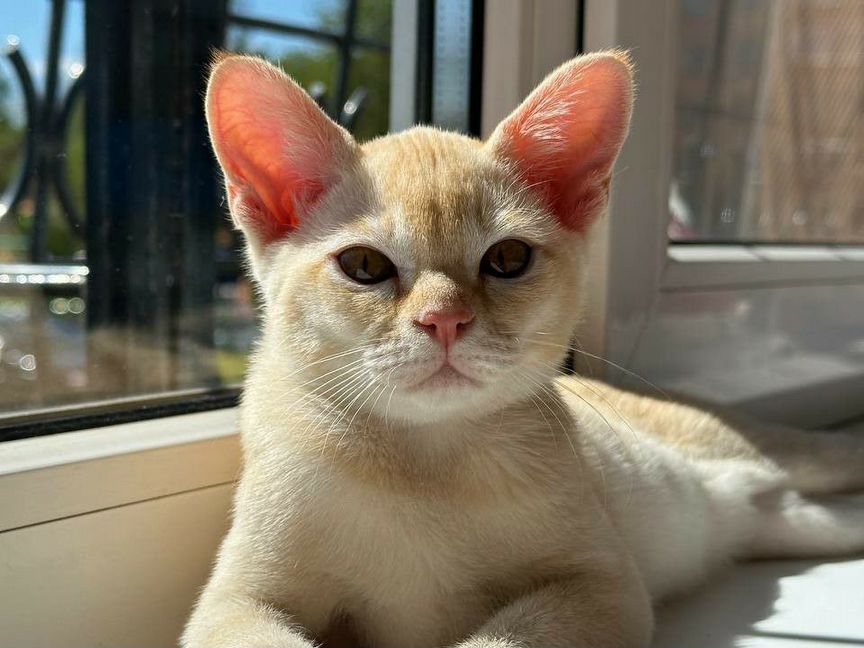 Бурманская кошечка. Девочка красного окраса