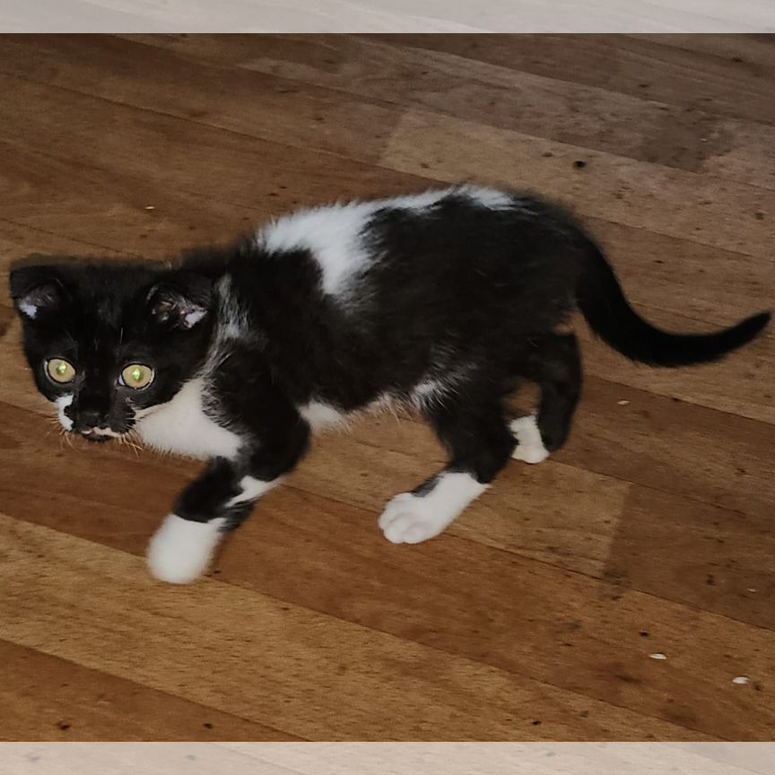 Отдаётся котик