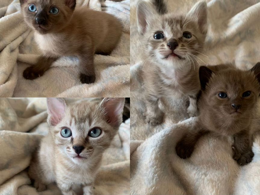 Тайские котята