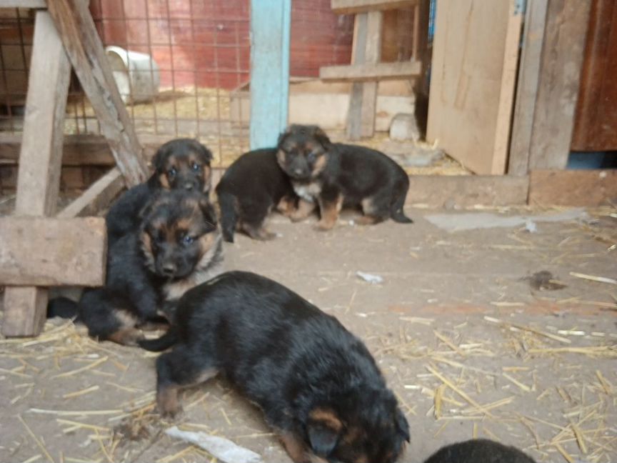 Немецкая овчарка