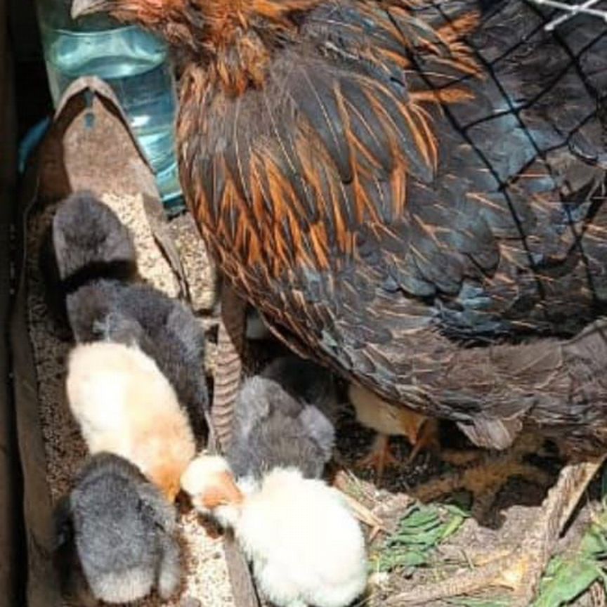 Квочка с цыплятами