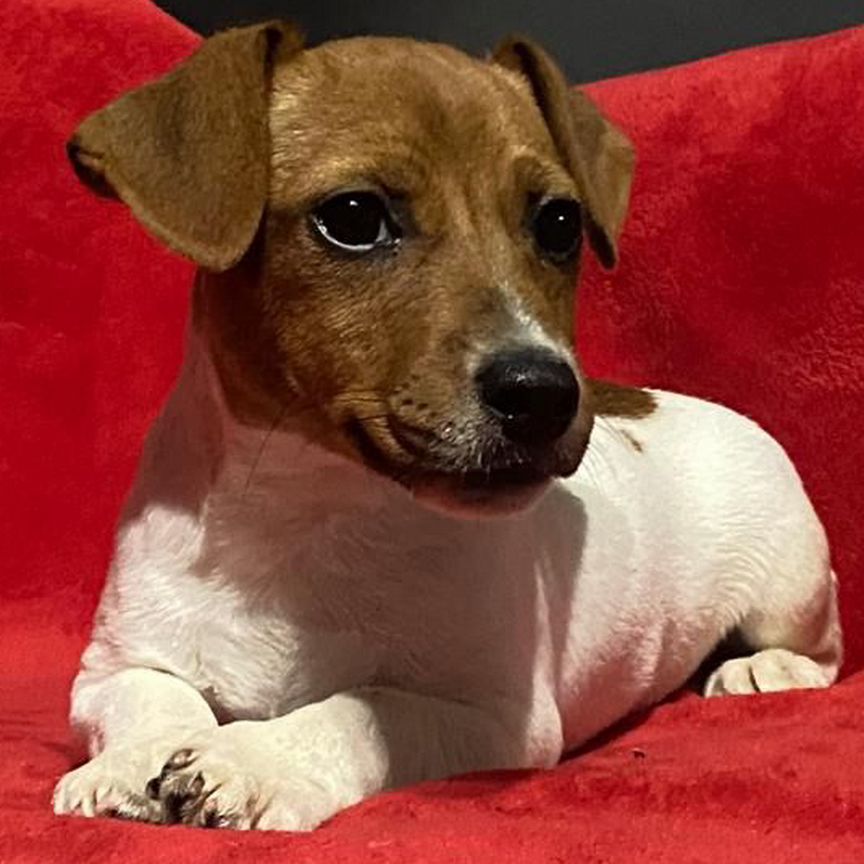 Джек-рассел-терьер, щенок