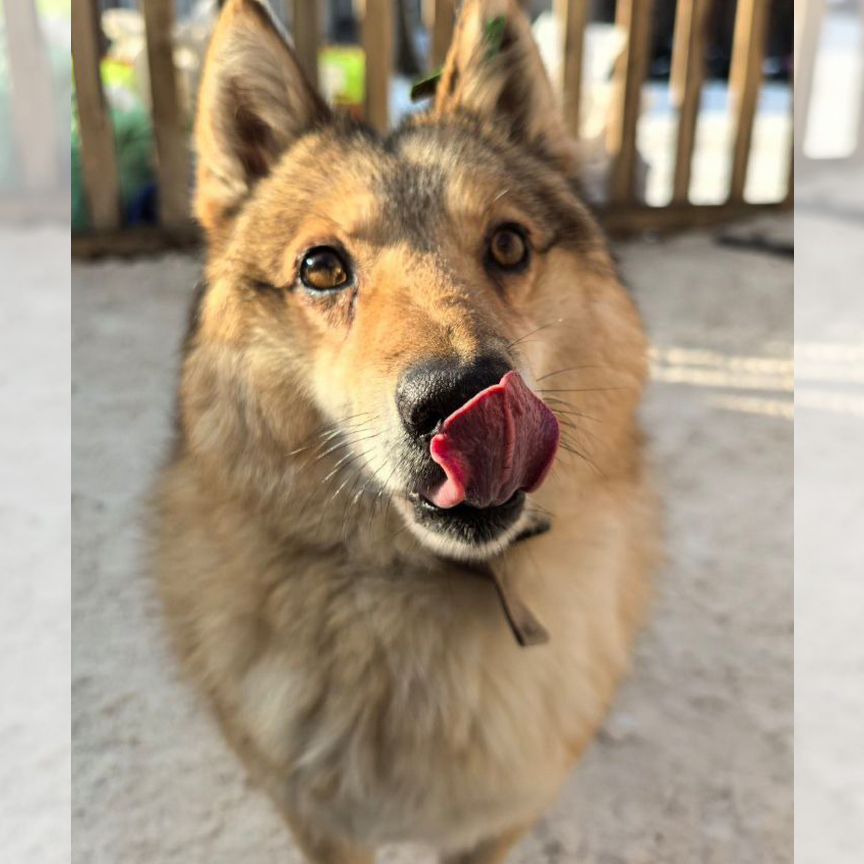 Взрослый пёс в добрые руки