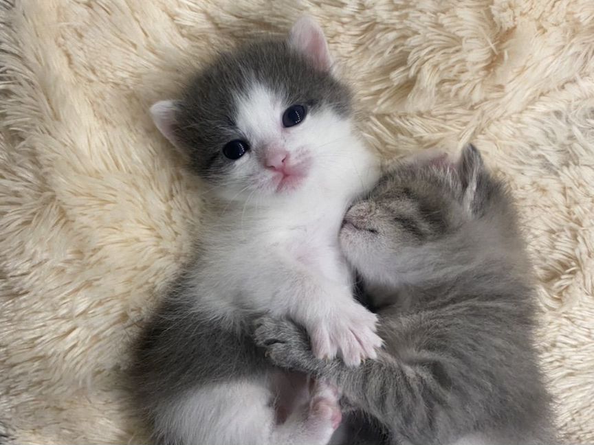 Котенок котёнок кошка