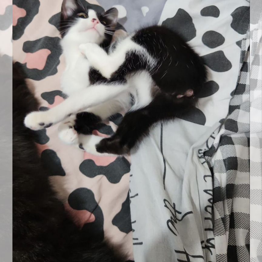 Ищет дом для чудесной Бэллы