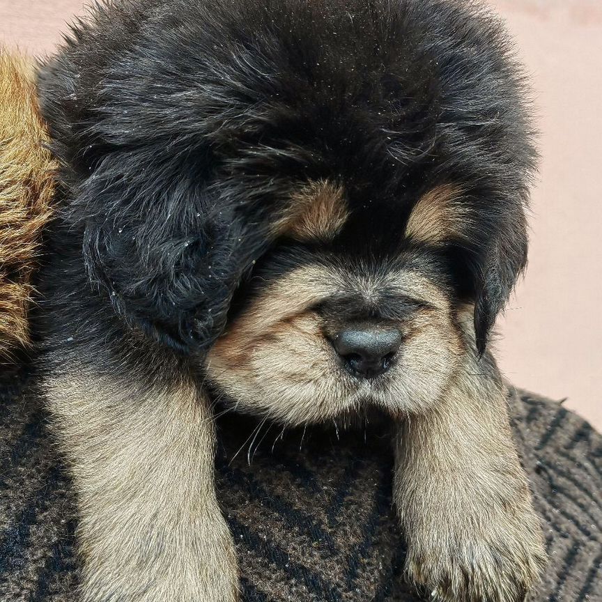 Тибетский мастиф щенки