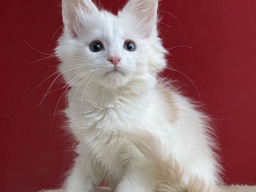 Ммалыш мейн-кун