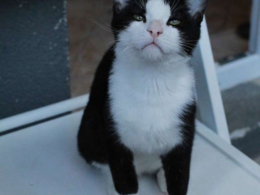Котенок Сандал в дар
