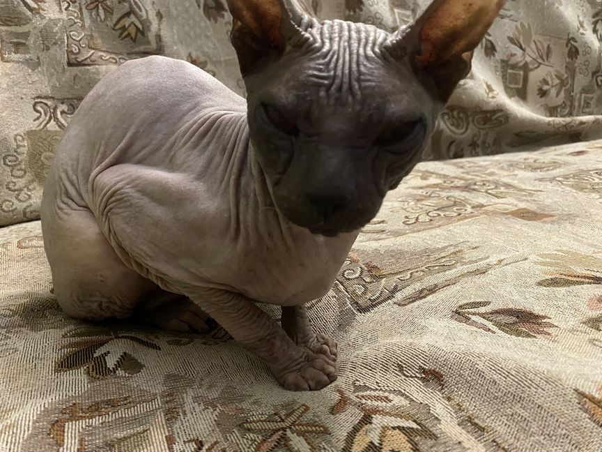 Донской сфинкс велюр