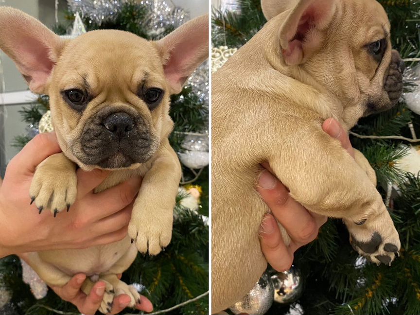 Фрацузские кабачки