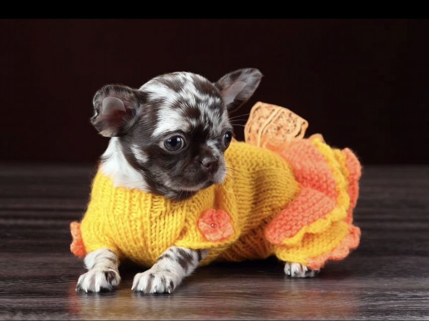 Красивые наряды доя питомцев