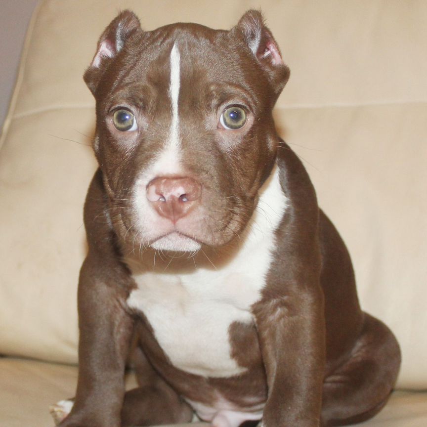 Американский булли мальчик