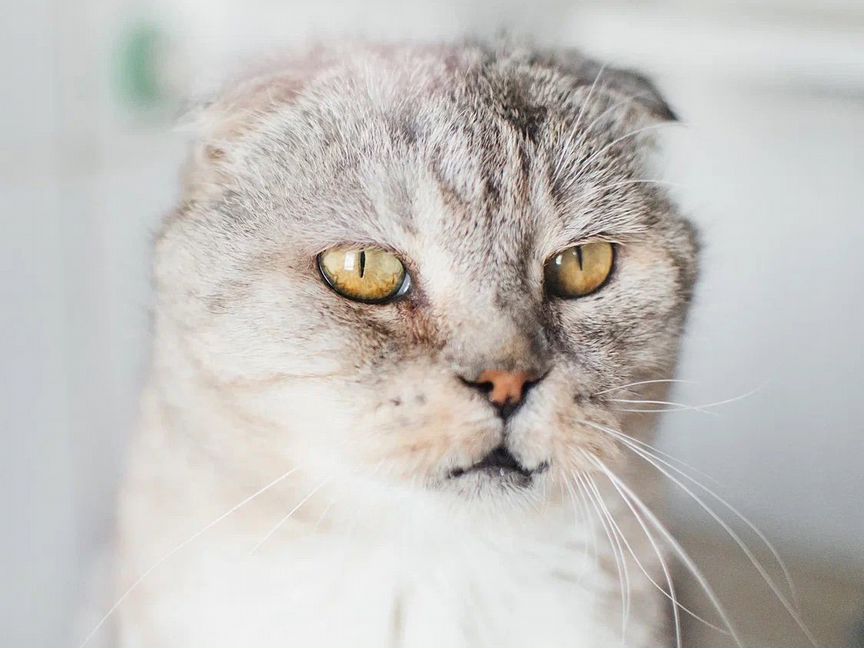 Ласковый шотландский котик из приюта