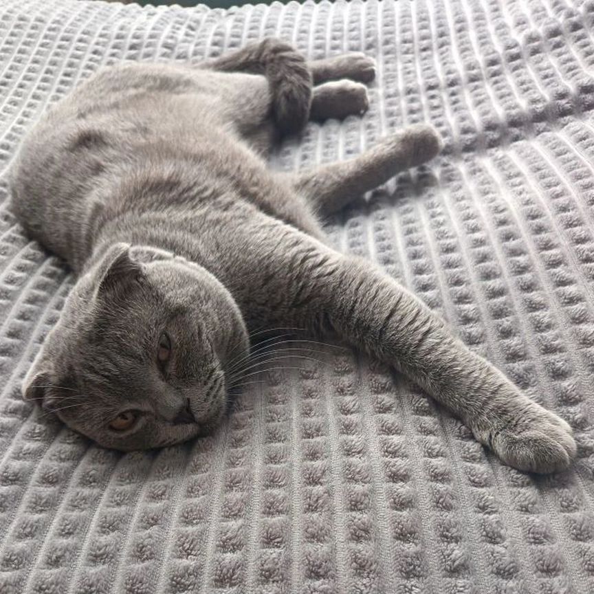 Шотландский вислоухий короткошёрстный котёнок