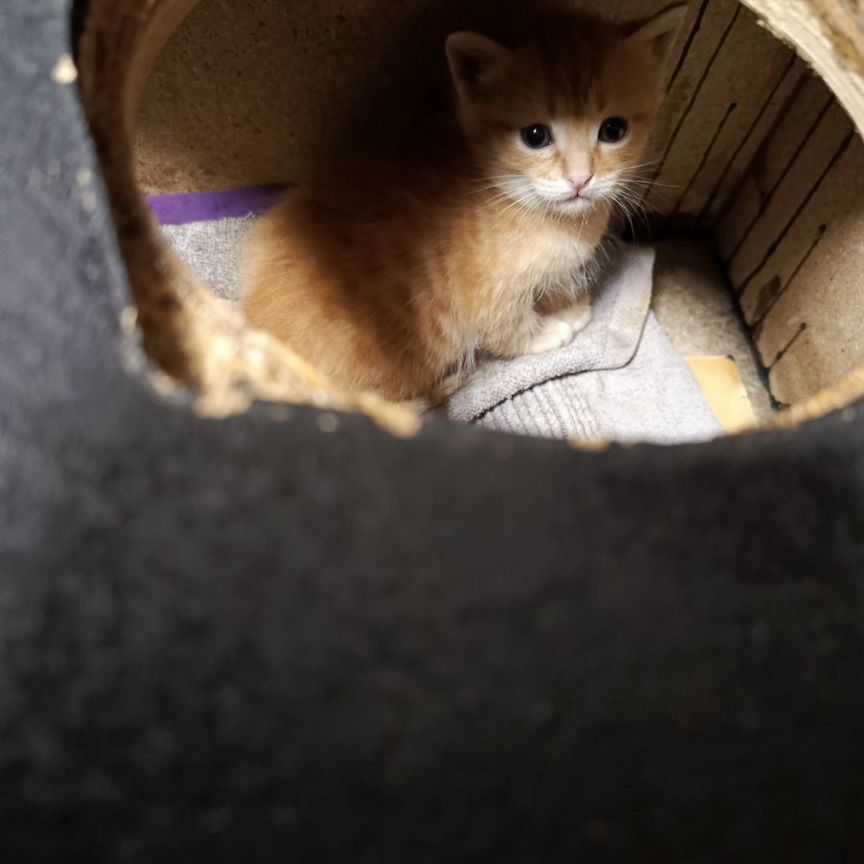 Котики бесплатно в добрые руки
