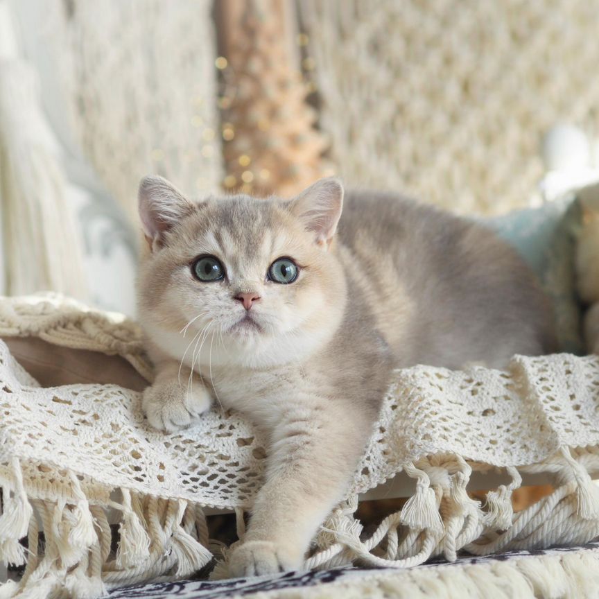 Котёнок британская шиншилла
