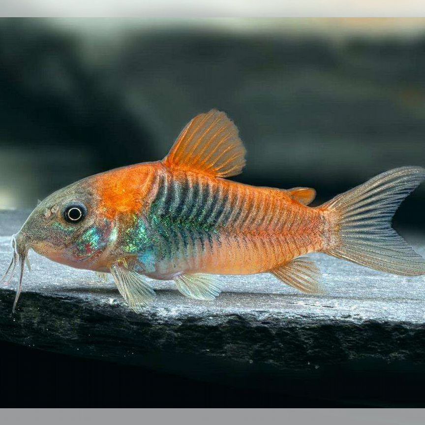 Молодь коридораса венесуэла оранж