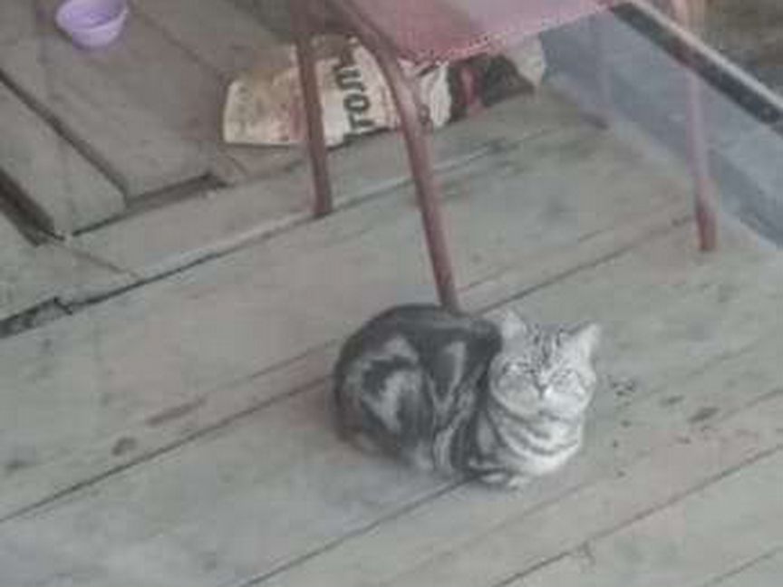 Пришел кот
